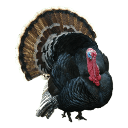 Thanksgiving - Nov 22 – EconoCrafts